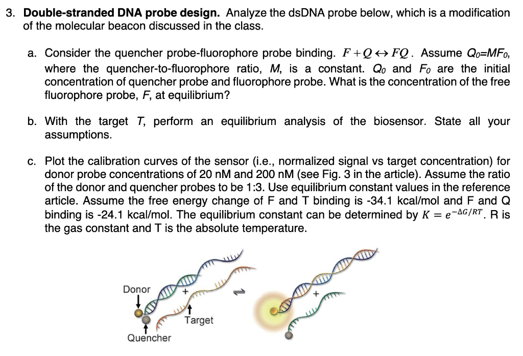 Double-stranded DNA probe design. Analyze the dsDNA | Chegg.com