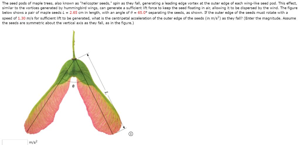 Solved The seed pods of maple trees, also known as | Chegg.com