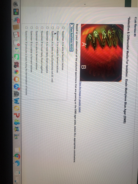 Solved Two different bacterial samples A and B were | Chegg.com