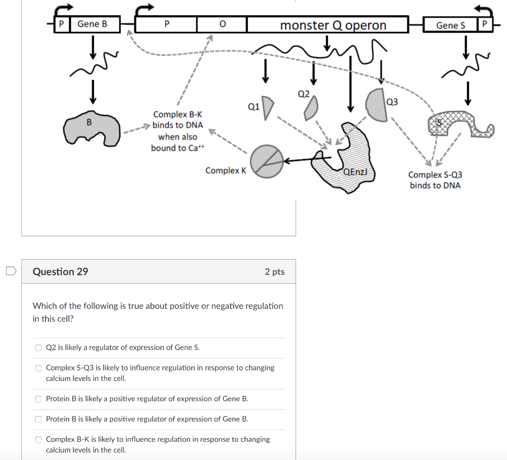 Solved P Gene B monster Q operon Genes Р Q2 Q3 Q1 Complex | Chegg.com