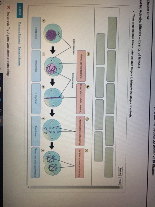 Bioflix Activity: Mitosis -- Events of Mitosis - ErinkruwFlowers