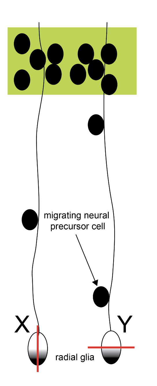 Solved Use the image above illustrating cell proliferation | Chegg.com