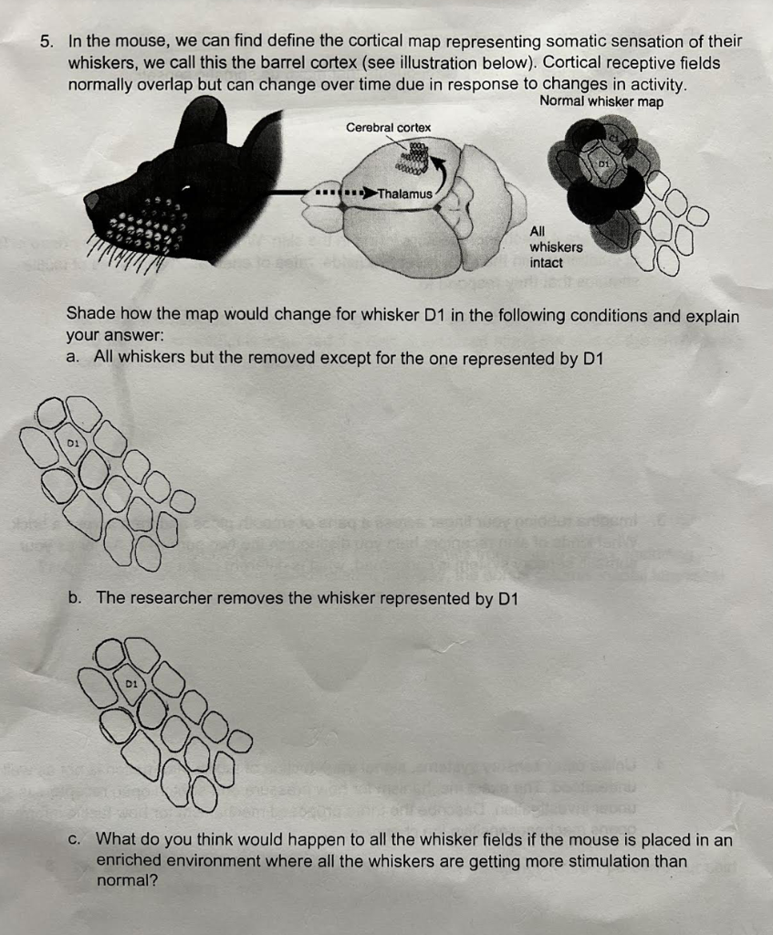Solved 5. In the mouse, we can find define the cortical map | Chegg.com