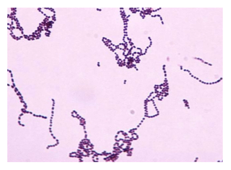 Solved Catalase Mannitol plate Coagulase (Staphyloslide | Chegg.com