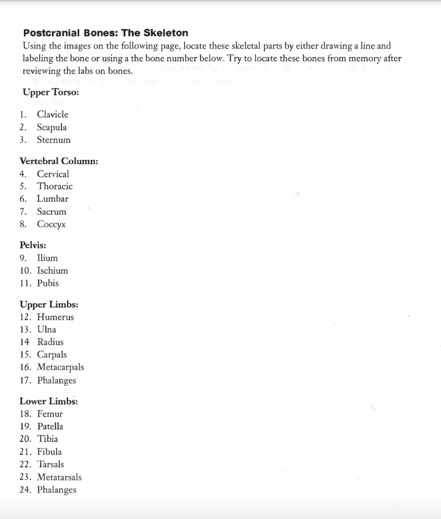 Solved Postcranial Bones: The Skeleton Using the images on | Chegg.com