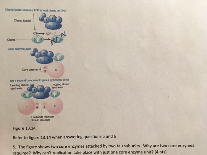 Solved Clamp loader cleaves ATP to load clamp on DNA Clamp | Chegg.com