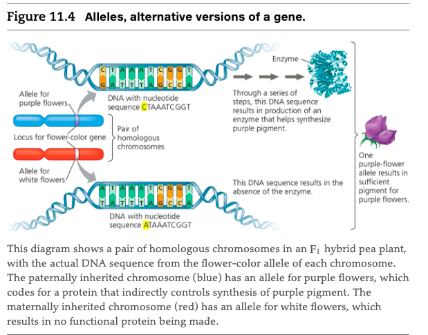 Solved A dominant allele always shows its trait when | Chegg.com