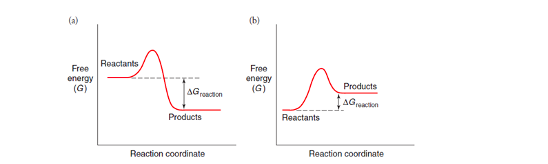 Solved 4)Which of the following statements is NOT true | Chegg.com