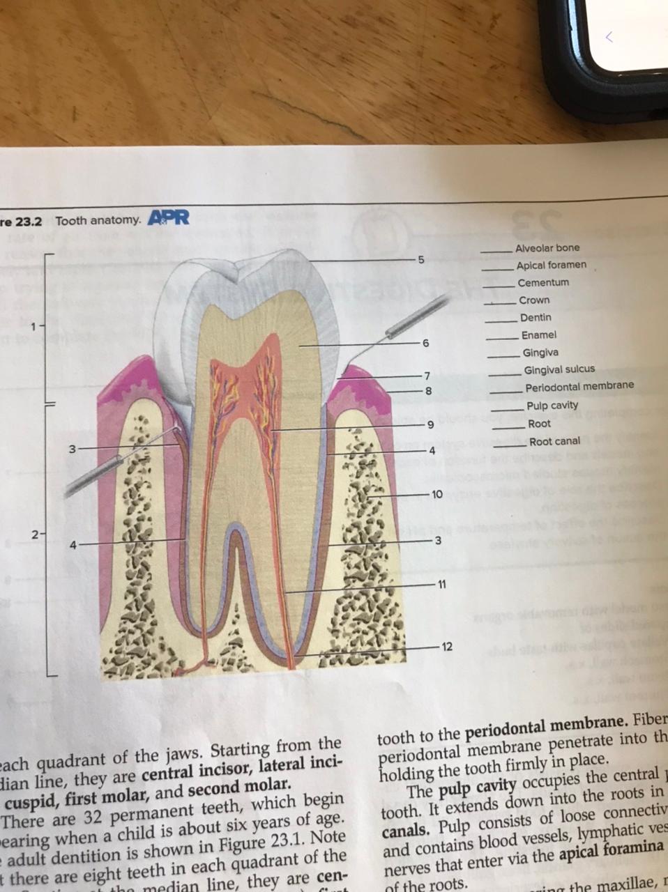 Apical Foramen