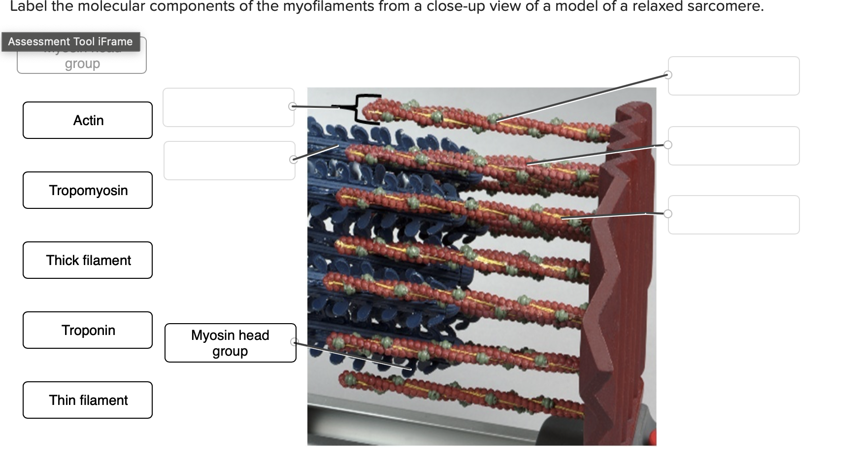 Solved Label the molecular components of the myofilaments | Chegg.com