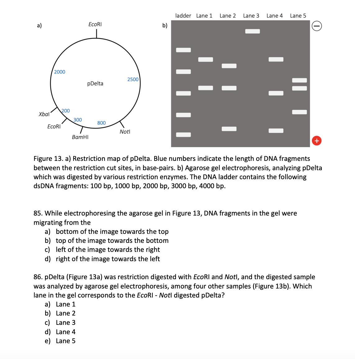 Solved Figure 13. ﻿a) ﻿Restriction map of pDelta. Blue | Chegg.com