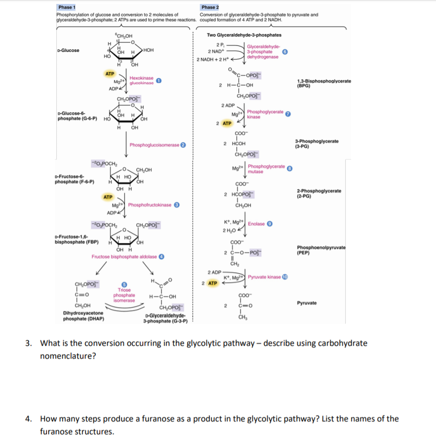 Solved Phase 1 Phase 2 Phosphorylation of glucose and | Chegg.com