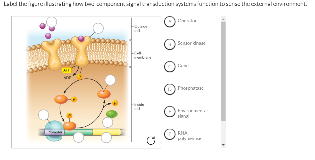 Solved Label the figure illustrating how two-component | Chegg.com