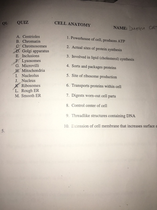 Anatomy And Physiology Archive | September 27, 2018 | Chegg.com