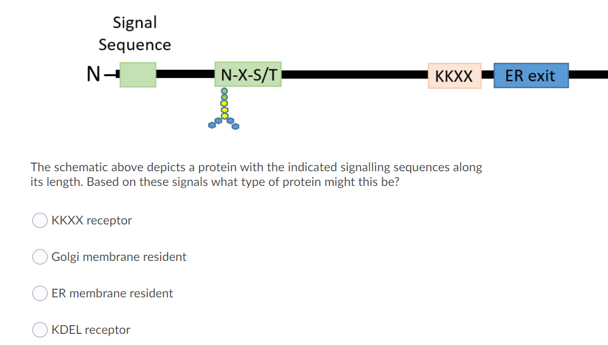 Solved Signal Sequence N- N-X-S/T KKXX ER exit The schematic | Chegg.com