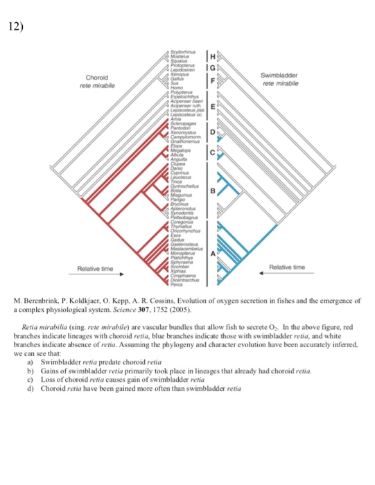 Solved 12) Choroid rete mirabile rete mirabile adus Relative | Chegg.com