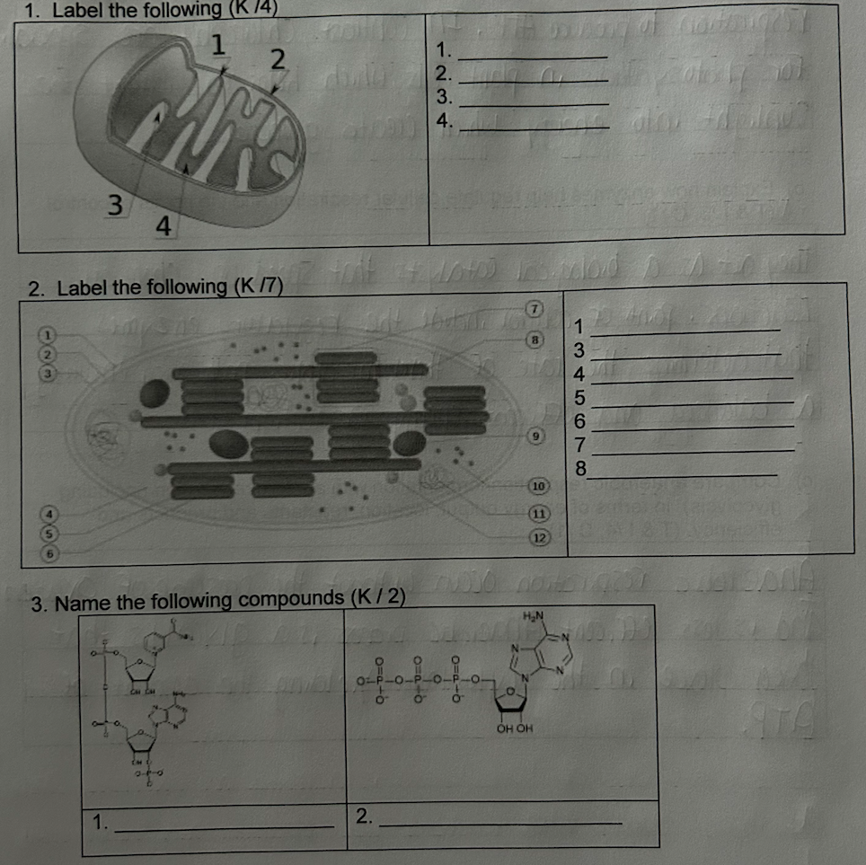 Solved Label the following | Chegg.com