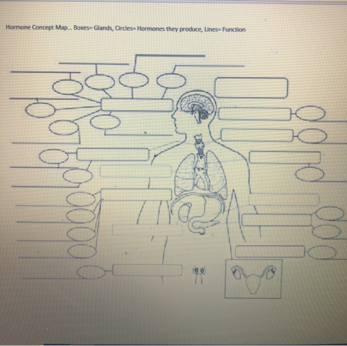 Solved Hormone Concept Map... Boxes- Glands, Circles- | Chegg.com