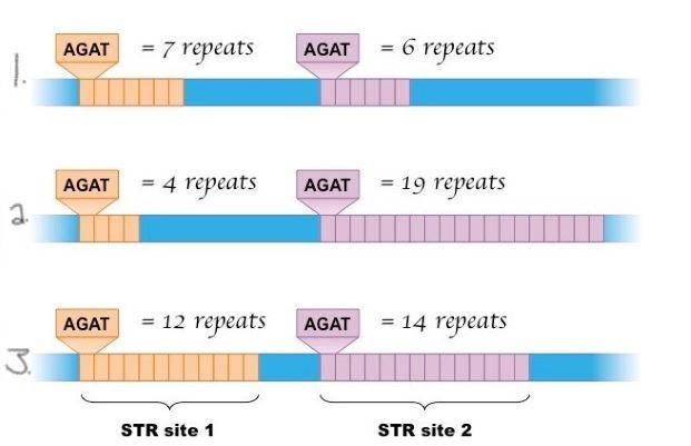 Solved Consider the image below showing two different STR | Chegg.com