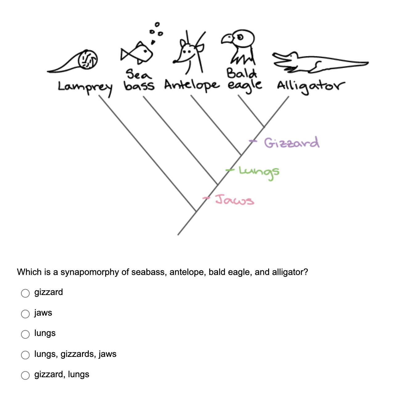 Solved Which is a synapomorphy of seabass, antelope, bald | Chegg.com
