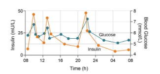 Solved The graph shows the blood-glucose levels and insulin | Chegg.com