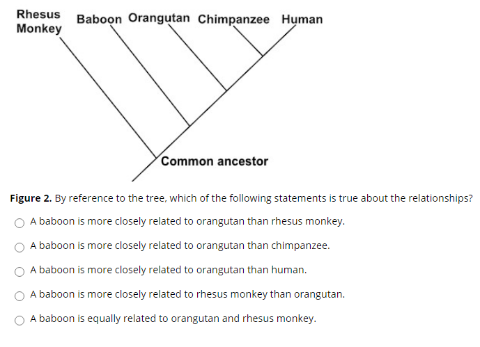 Solved Rhesus Monkey Baboon Orangutan Chimpanzee Human | Chegg.com