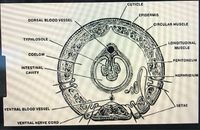 Nereis Cross Section Diagram