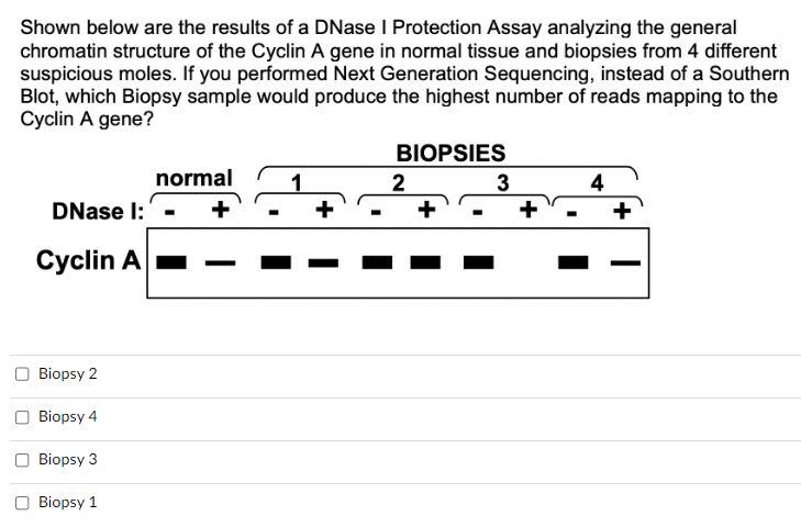 Solved Shown below are the results of a DNase I Protection | Chegg.com