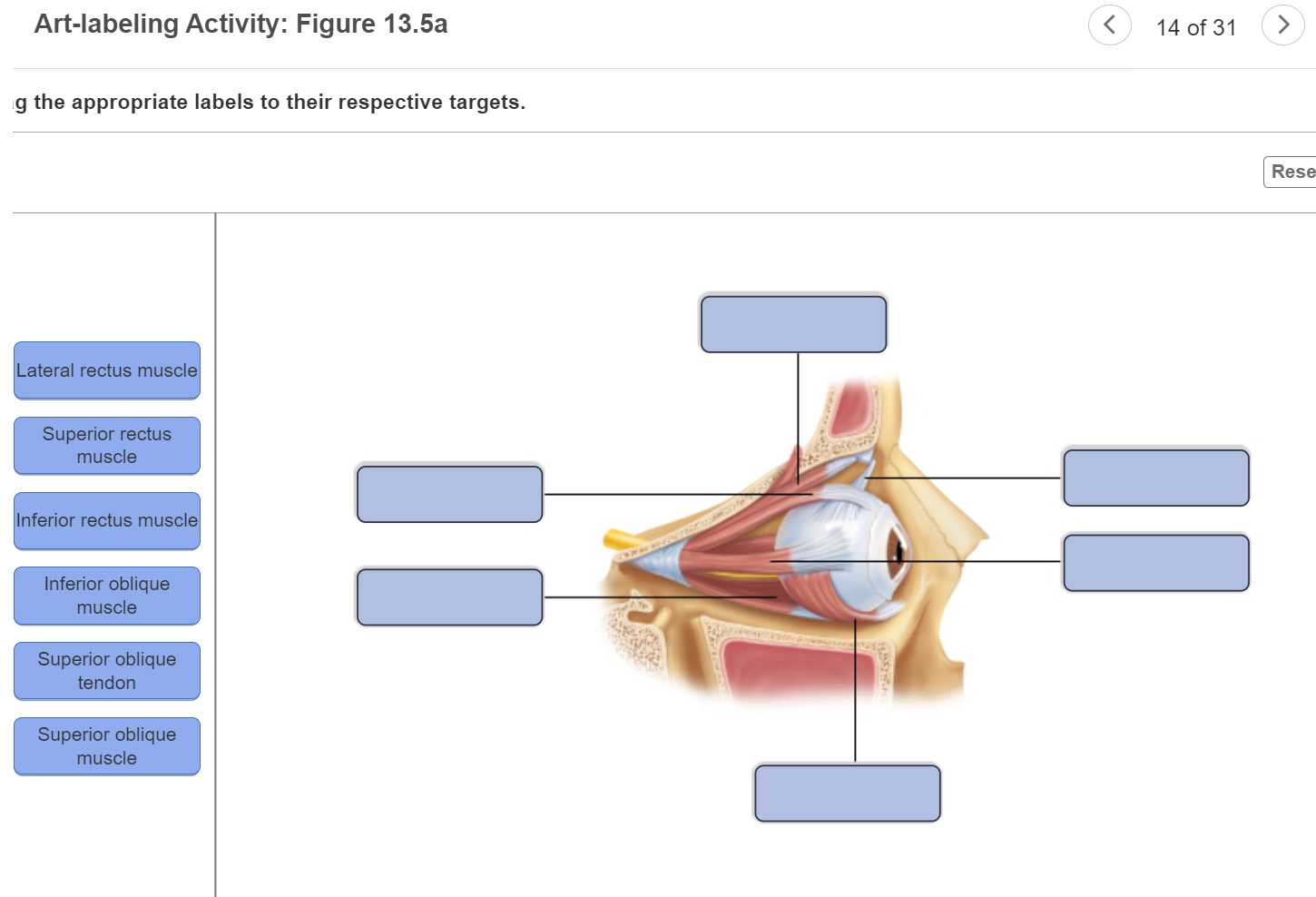 Solved Art-labeling Activity: Figure 13.5a g the appropriate | Chegg.com Solved Art-labeling Activity: Figure 13.5a g the appropriate | Chegg.com