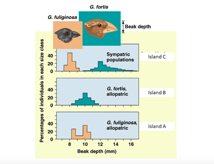 Solved The figure below shows the beak sizes of 2 different | Chegg.com