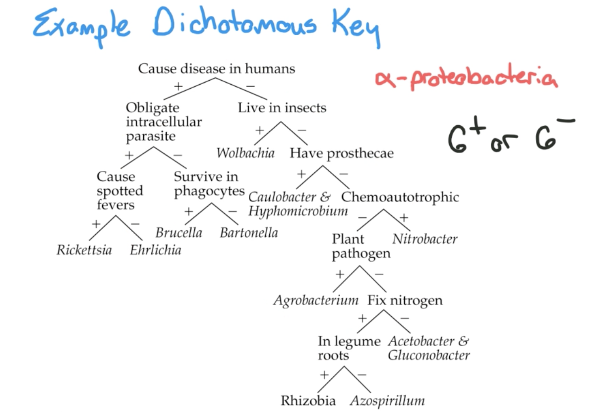 Solved 1. Draw in detail a dichotomous key differentiating | Chegg.com