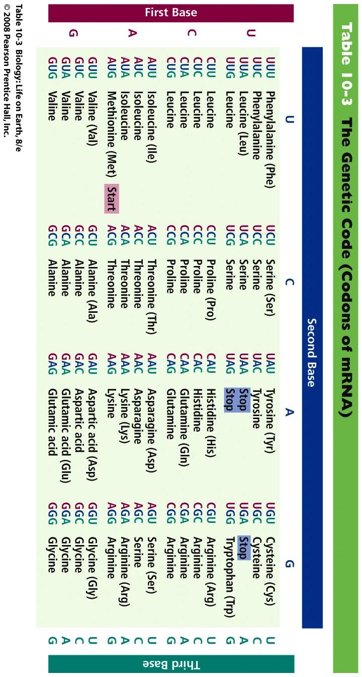 Solved A part of an mRNA molecule with the following | Chegg.com