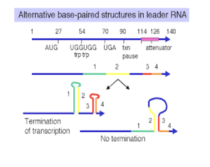 Solved 9. Below is a schematic of the leader sequence in | Chegg.com