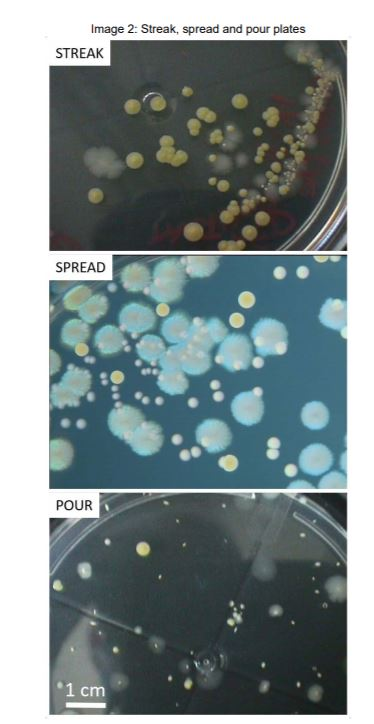 Solved 2. Describe the dominant colony type (refer to colony | Chegg.com
