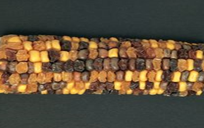 Solved 2. Count about 100 kernels and record in the table | Chegg.com