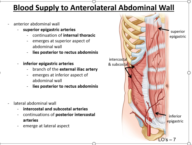 Anterior Abdominal Wall Anatomy Mnemonics