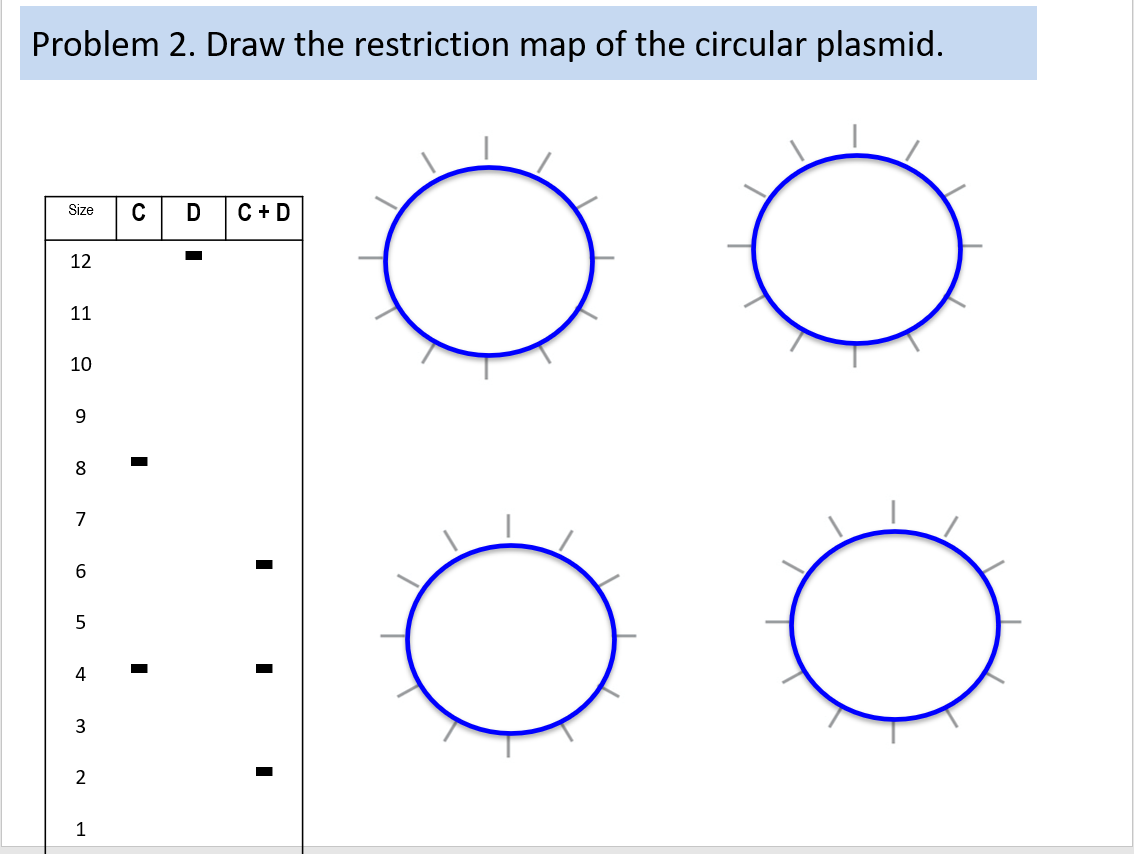 Solved Problem 2. Draw the restriction map of the circular | Chegg.com