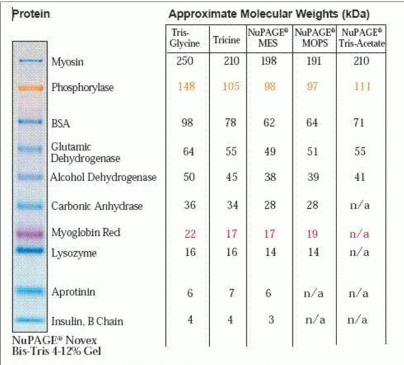 Please help with following parts:- a) Labelled gel | Chegg.com