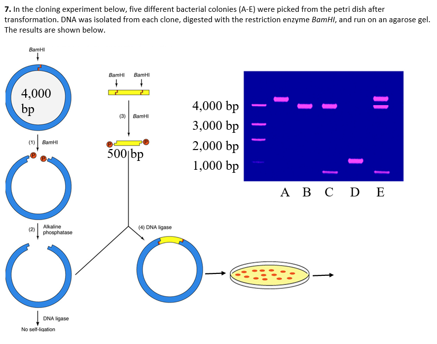 Solved 7. In the cloning experiment below, five different | Chegg.com
