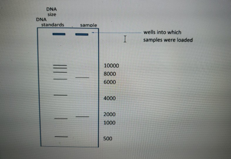 Solved simply by comparing the mobility of the fragments in | Chegg.com