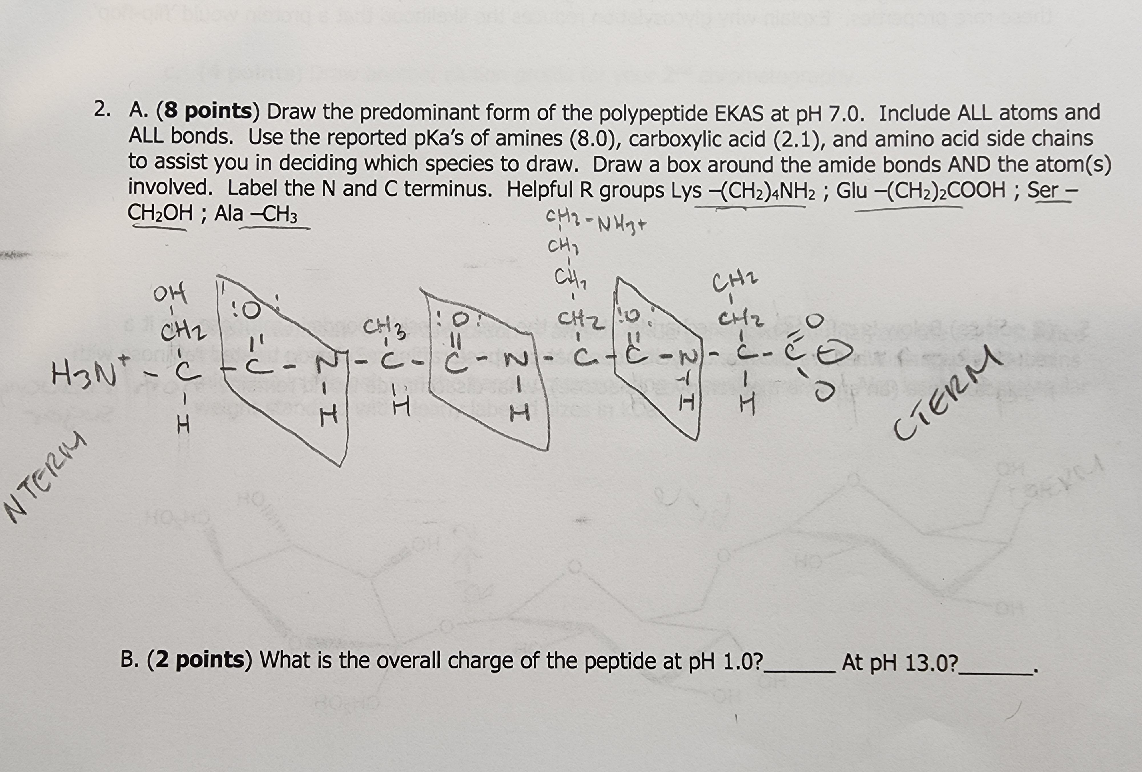 Solved 2. A. (8 points) Draw the predominant form of the | Chegg.com