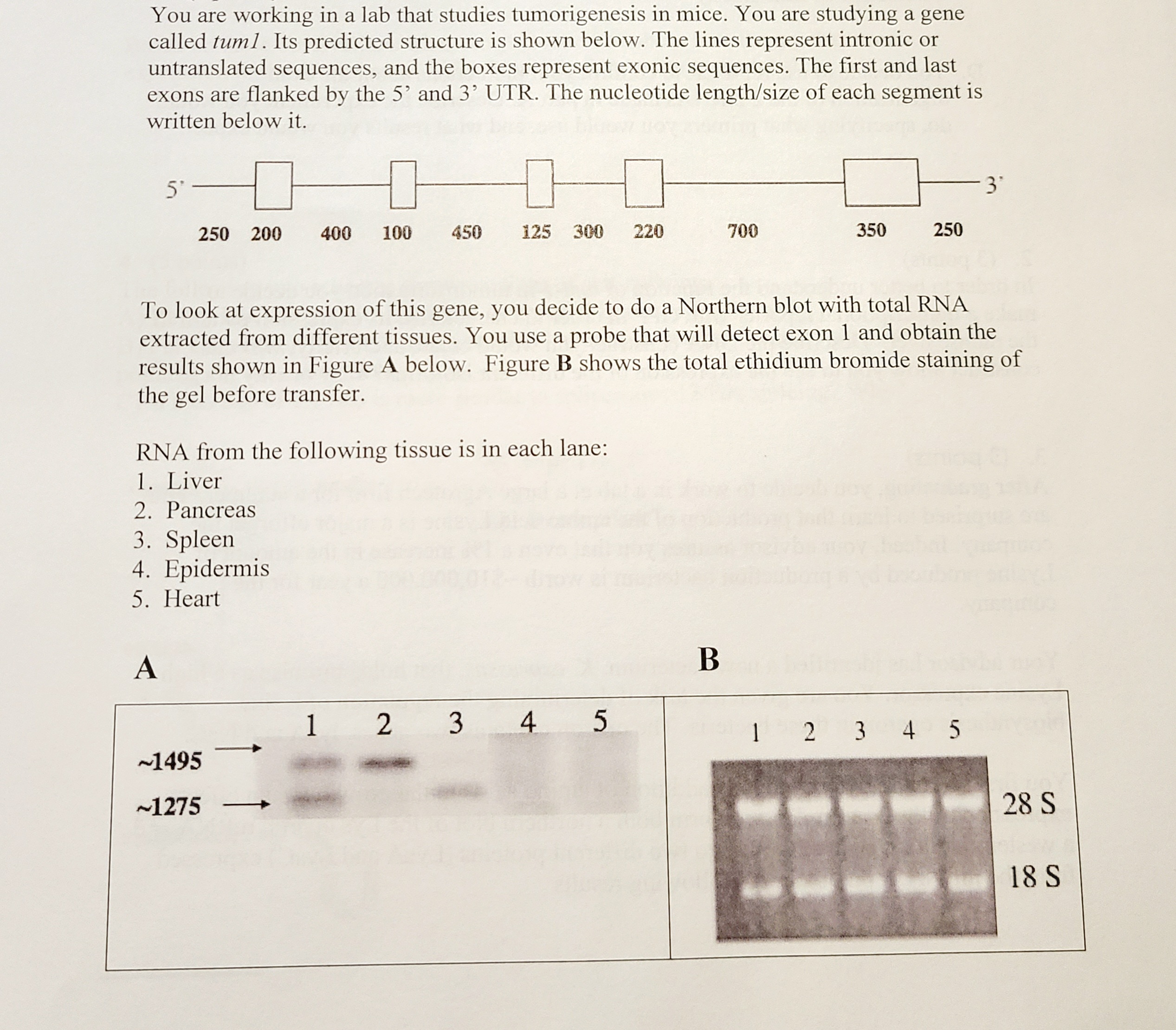 Solved C. Draw your predictions of the RNA structure for the | Chegg.com