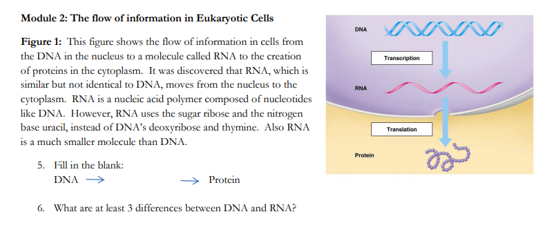 Solved DNA Transcription Module 2: The flow of information | Chegg.com