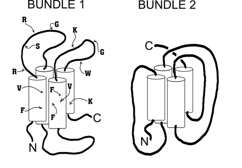 Solved 1. Protein structure Four helix bundles are a common | Chegg.com