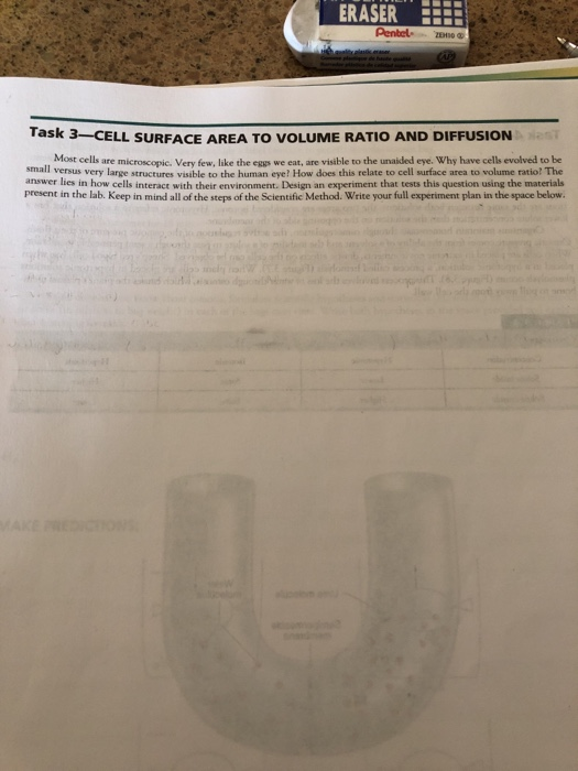 Solved ERASER Task 3-CELL SURFACE AREA TO VOLUME RATIO AND | Chegg.com
