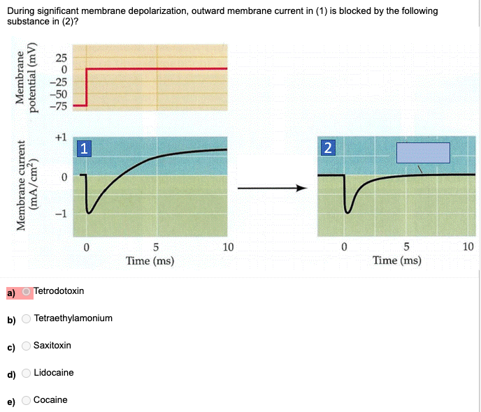 During significant membrane depolarization, outward | Chegg.com