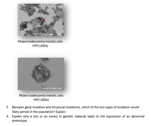 Solved Shown below are photomicrographs of Rhoeo | Chegg.com