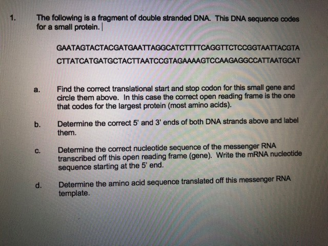 Solved The following is a fragment of double stranded DNA. | Chegg.com