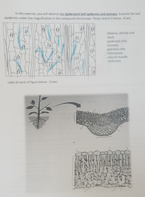 Solved in this exercise, you will observe the Spiderwort | Chegg.com