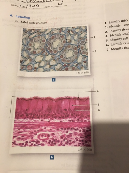 Date A. Labeling 1. Label each structure 1. Identify | Chegg.com